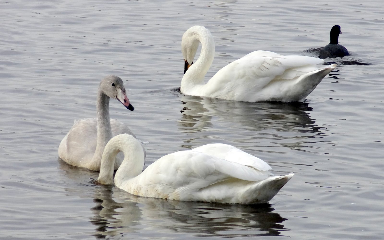 Solve Swans jigsaw puzzle online with 40 pieces