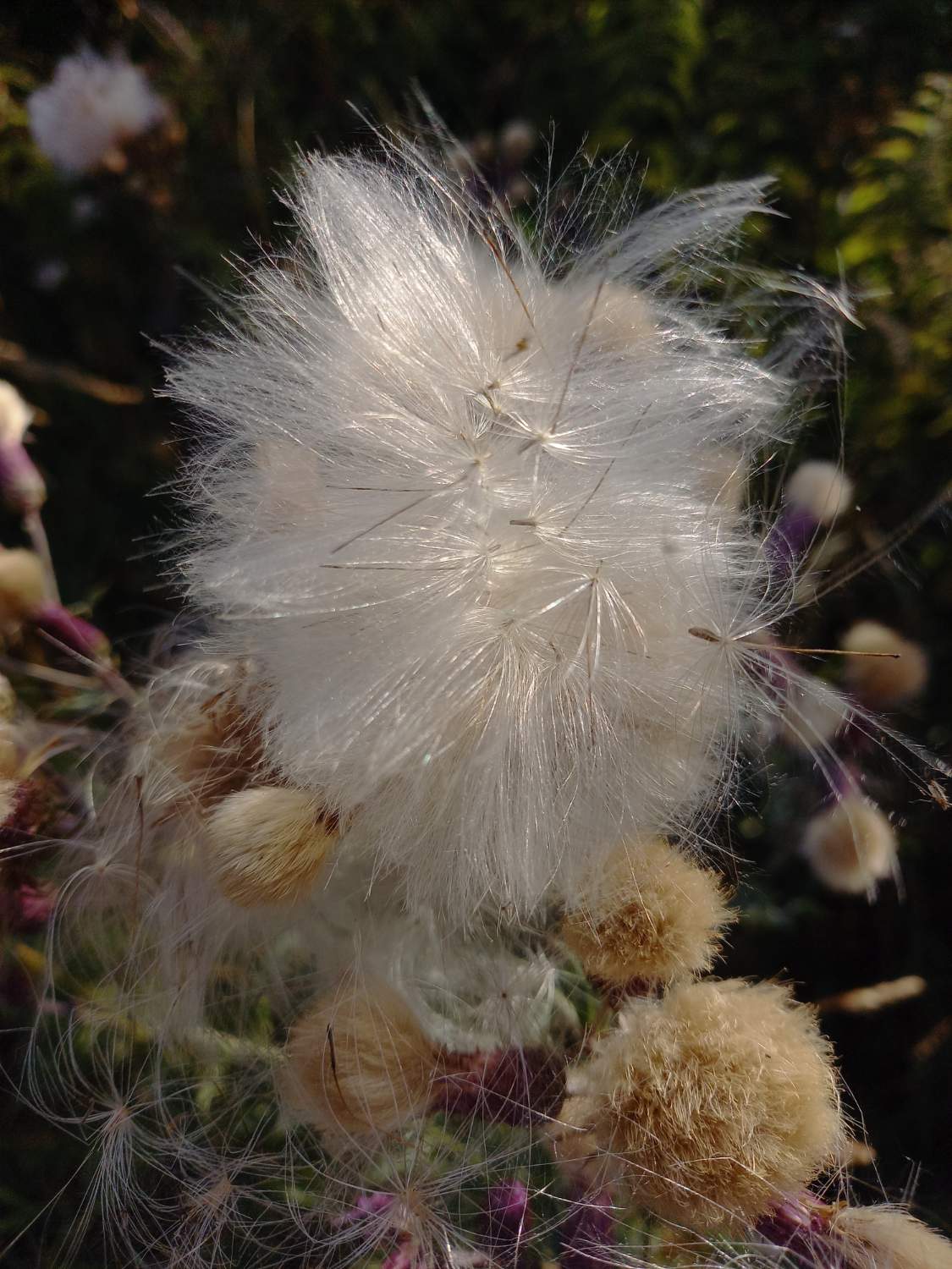 Solve Fuzzy Head Challenge jigsaw puzzle online with 475 pieces