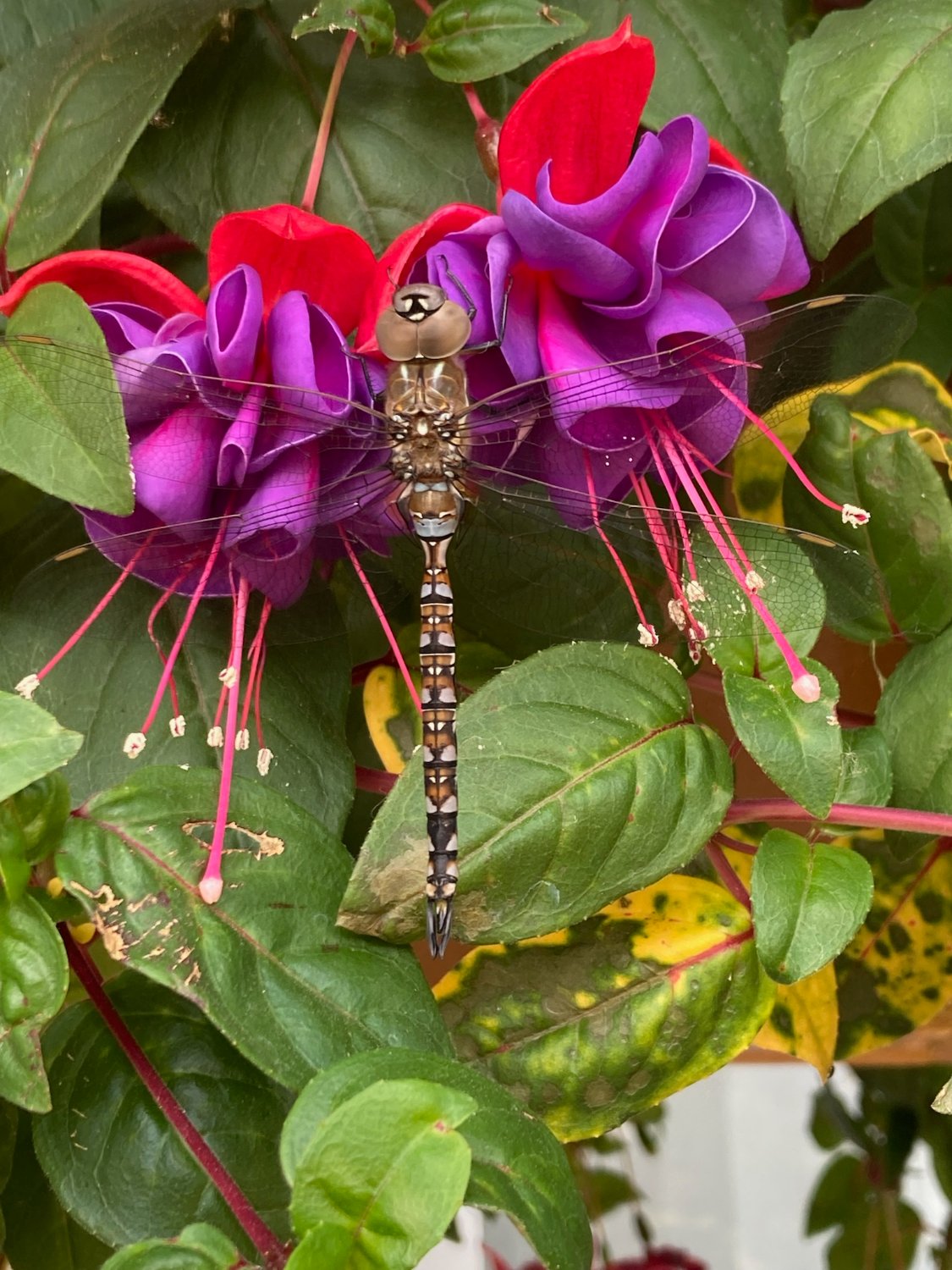 Solve Dragonfly on fuchsia jigsaw puzzle online with 204 pieces