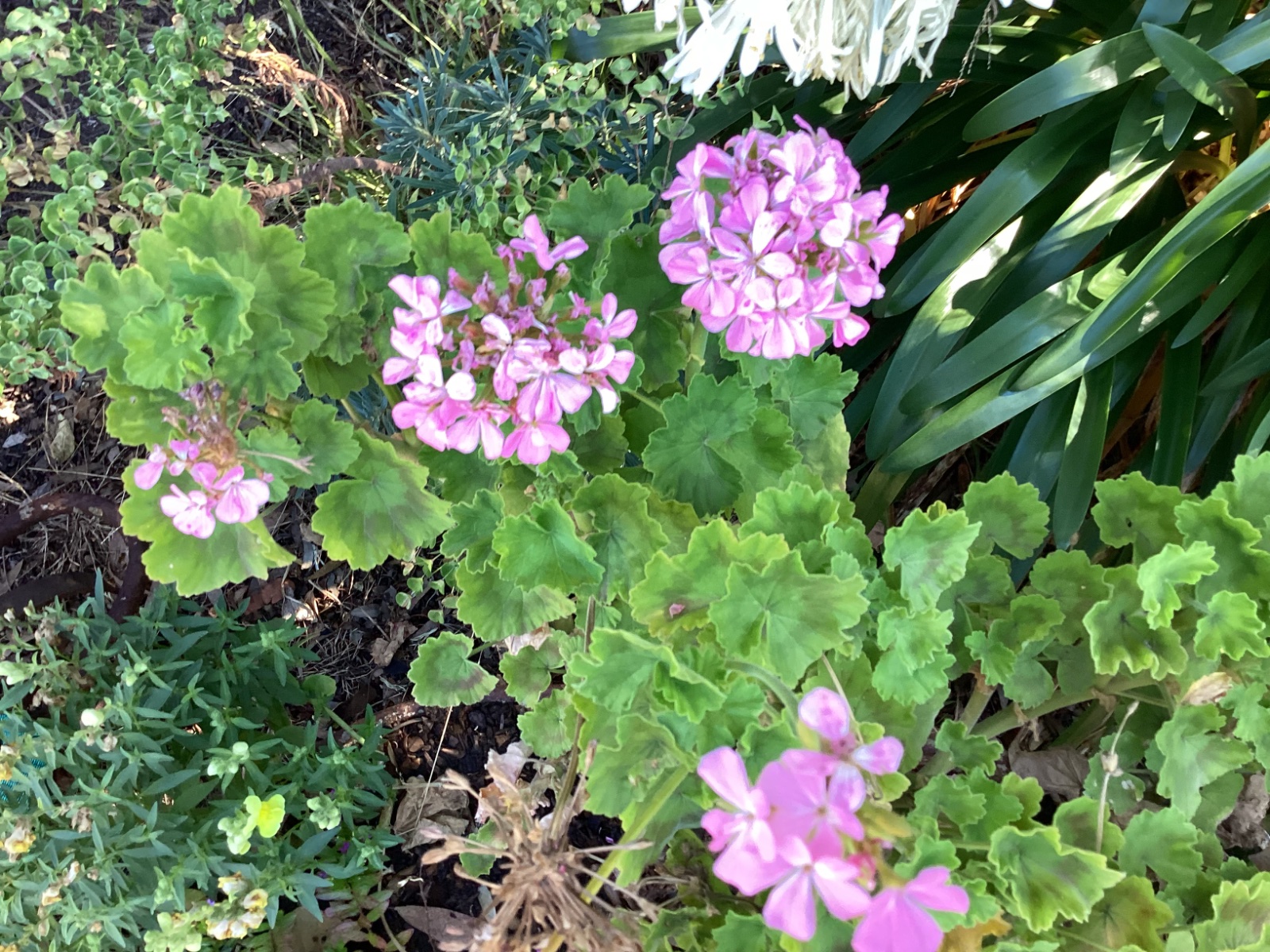 Solve Rose geranium jigsaw puzzle online with 48 pieces