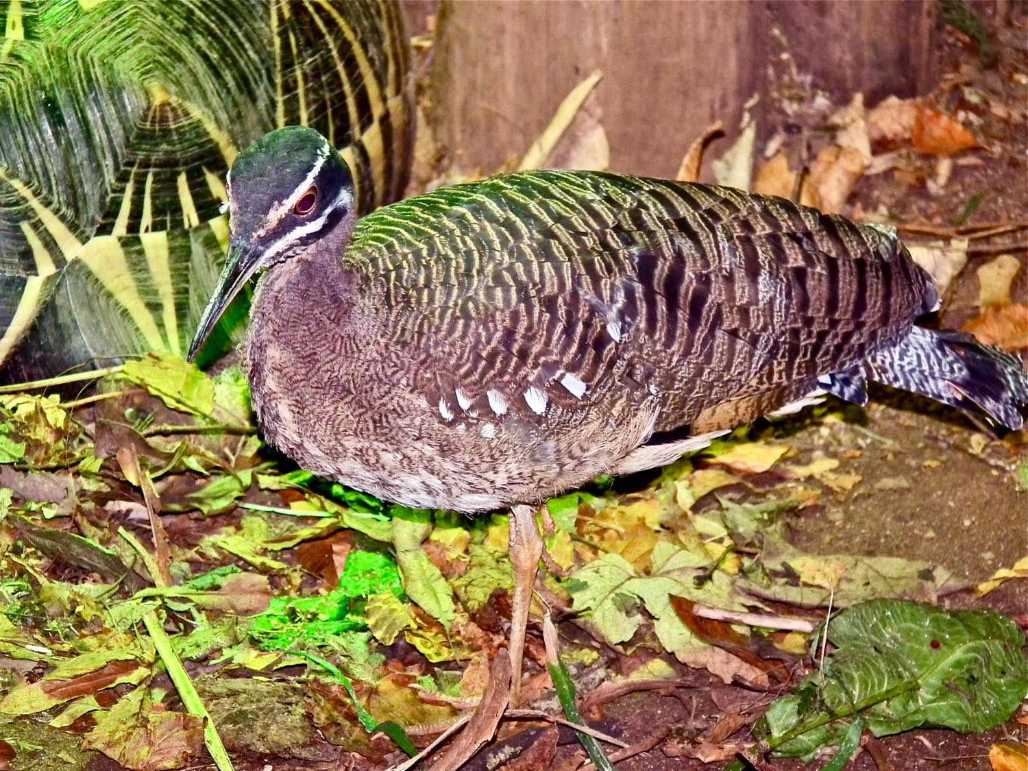 Solve Sun Bittern jigsaw puzzle online with 99 pieces