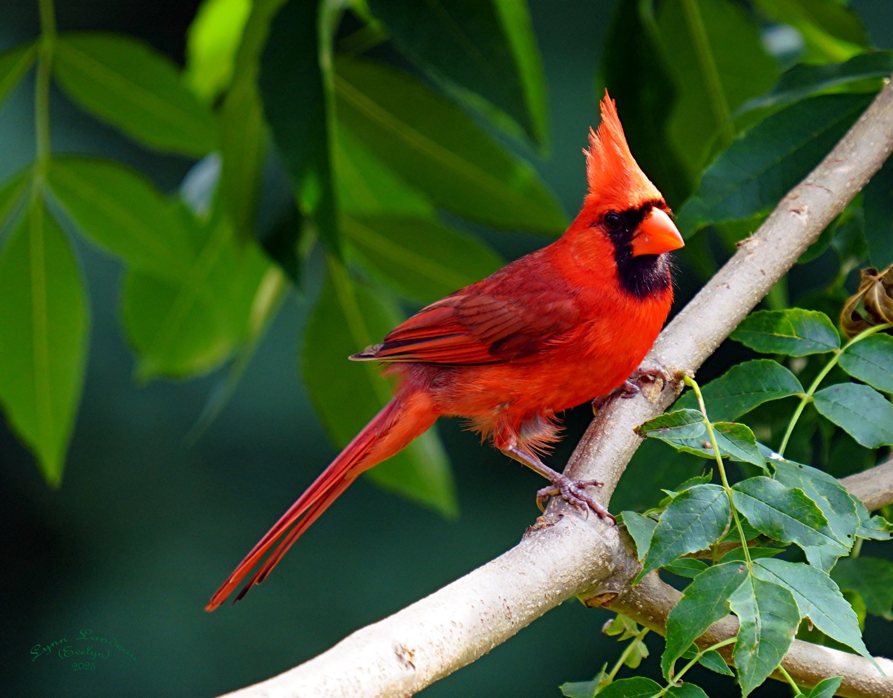 Solve Cardinal Male. jigsaw puzzle online with 63 pieces