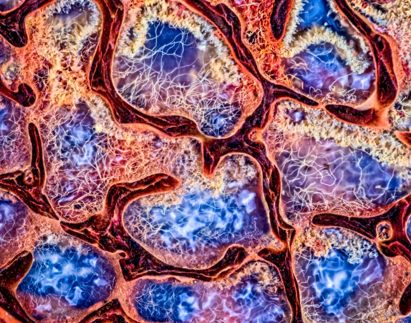 Solve Dinosaur bone jigsaw puzzle online with 80 pieces