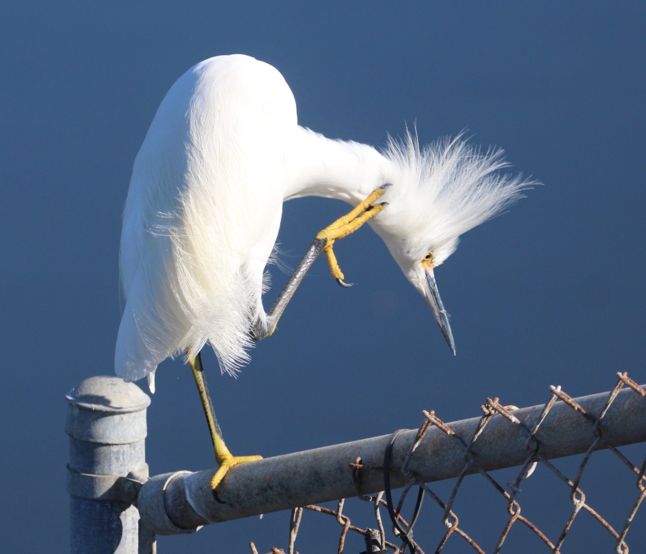 Solve Itchy ear! jigsaw puzzle online with 30 pieces