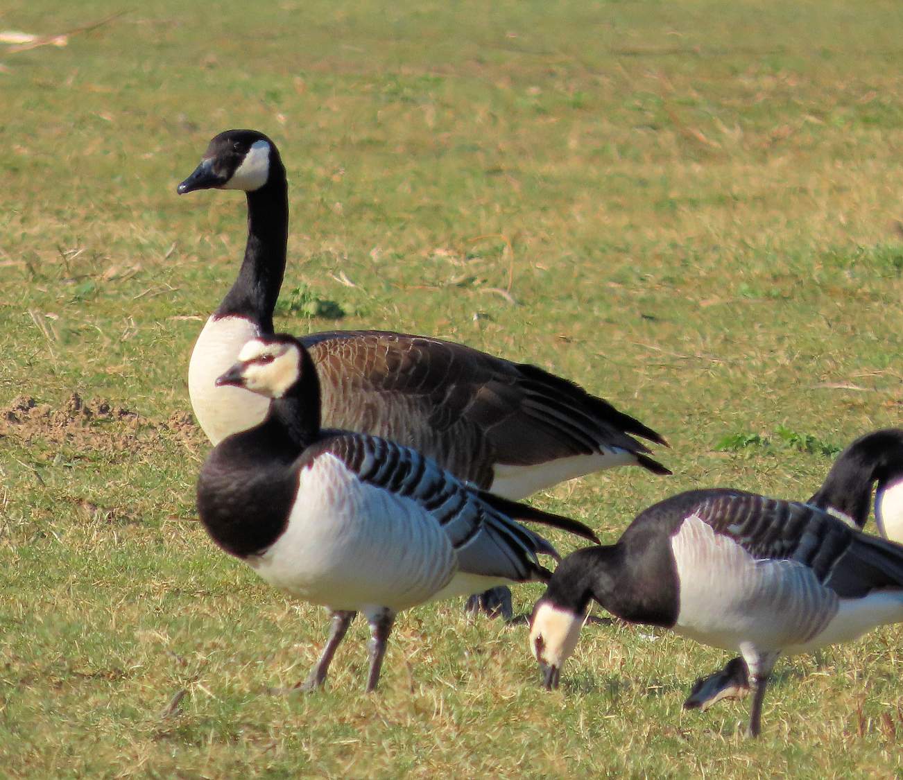 Solve Canada goose and 2 barnacle geese (canadese gans en 2 brandganzen ...