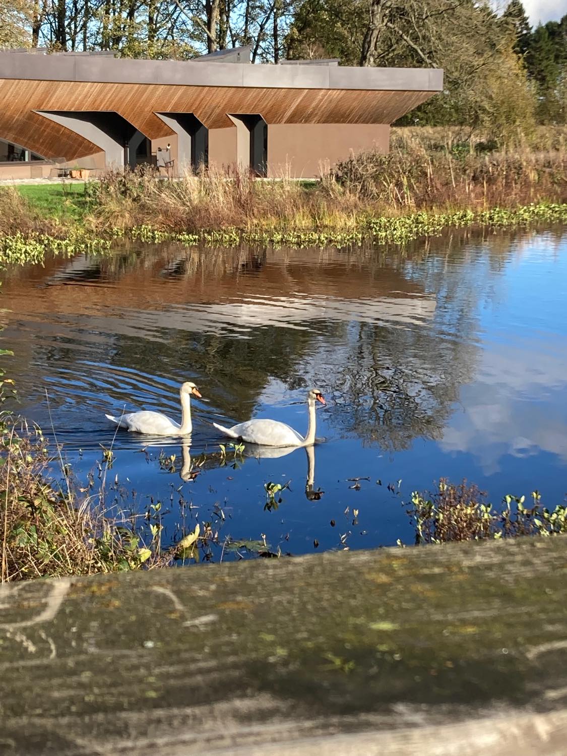 Solve Swans at Larbert Loch jigsaw puzzle online with 391 pieces