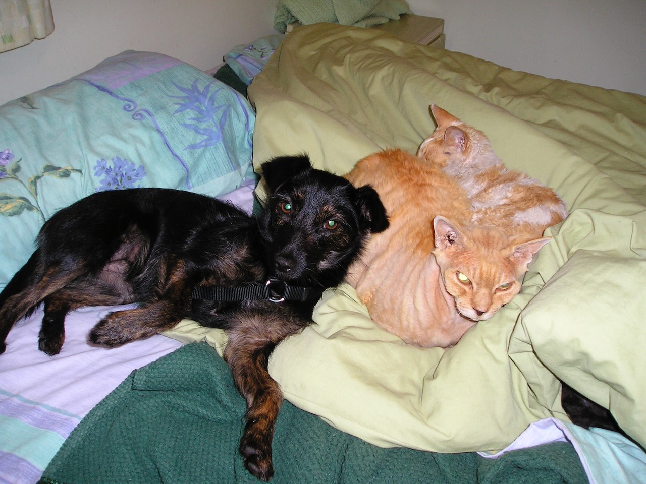 Solve Bryn, Teezu and Hooli - rescue dog, Devon and Cornish 2007 jigsaw ...