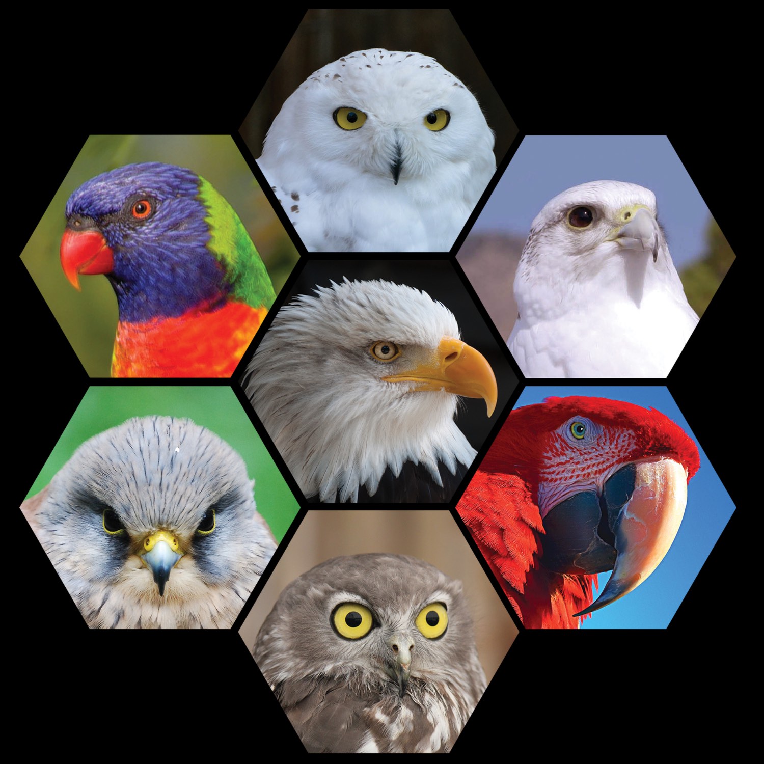Solve Birds!! jigsaw puzzle online with 81 pieces