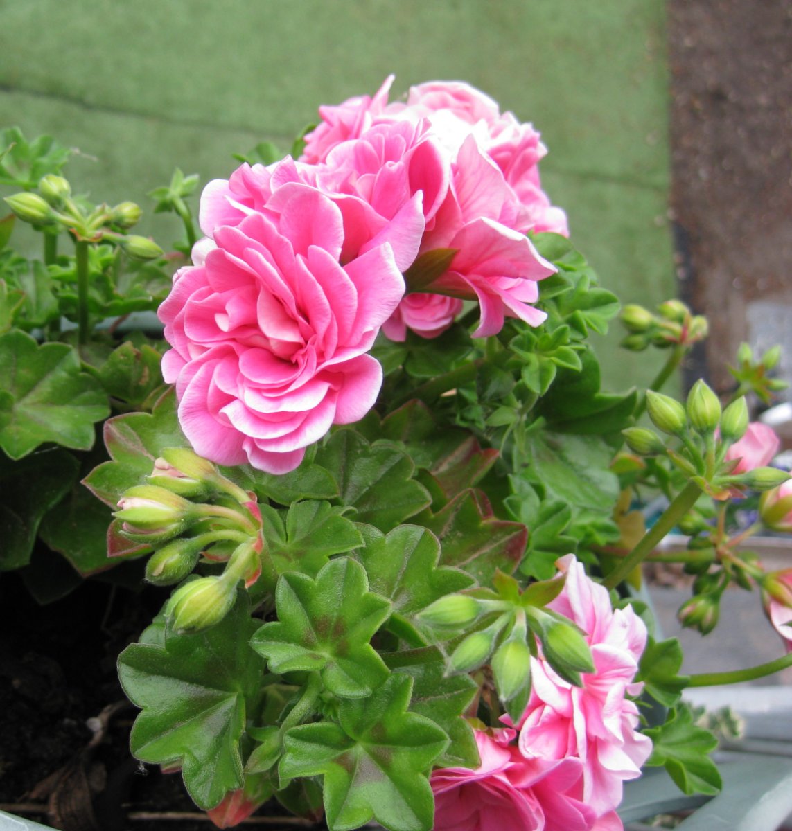 Solve Geranium jigsaw puzzle online with 36 pieces