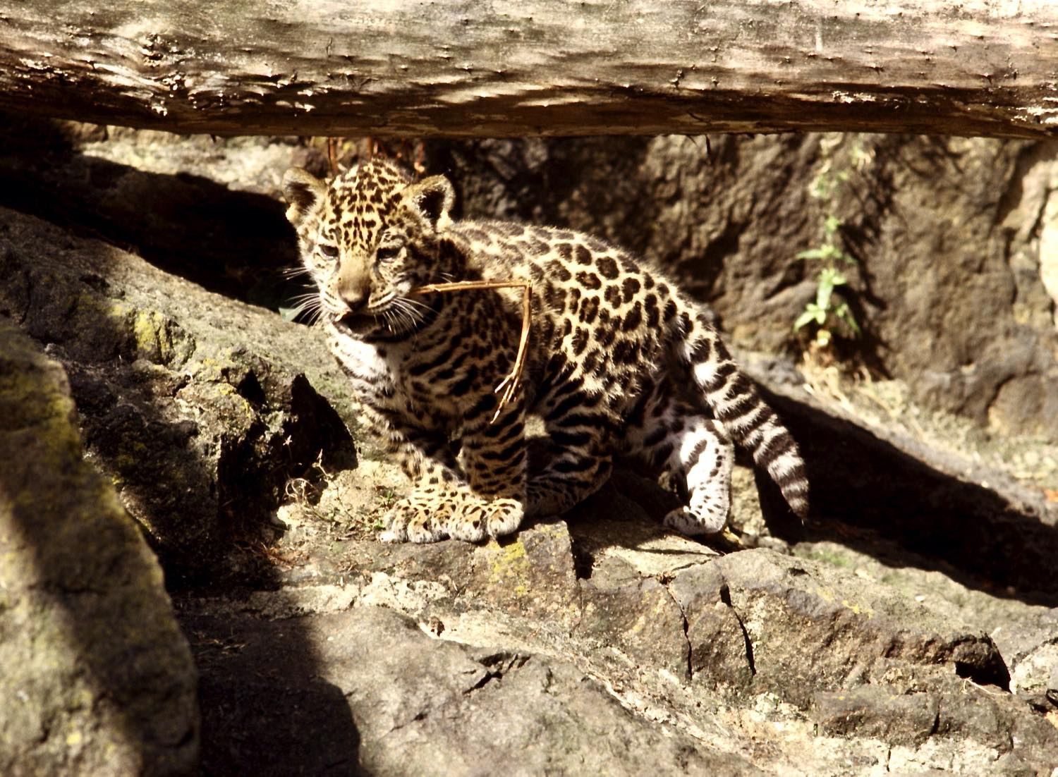 Solve Jaguar Kitten jigsaw puzzle online with 108 pieces