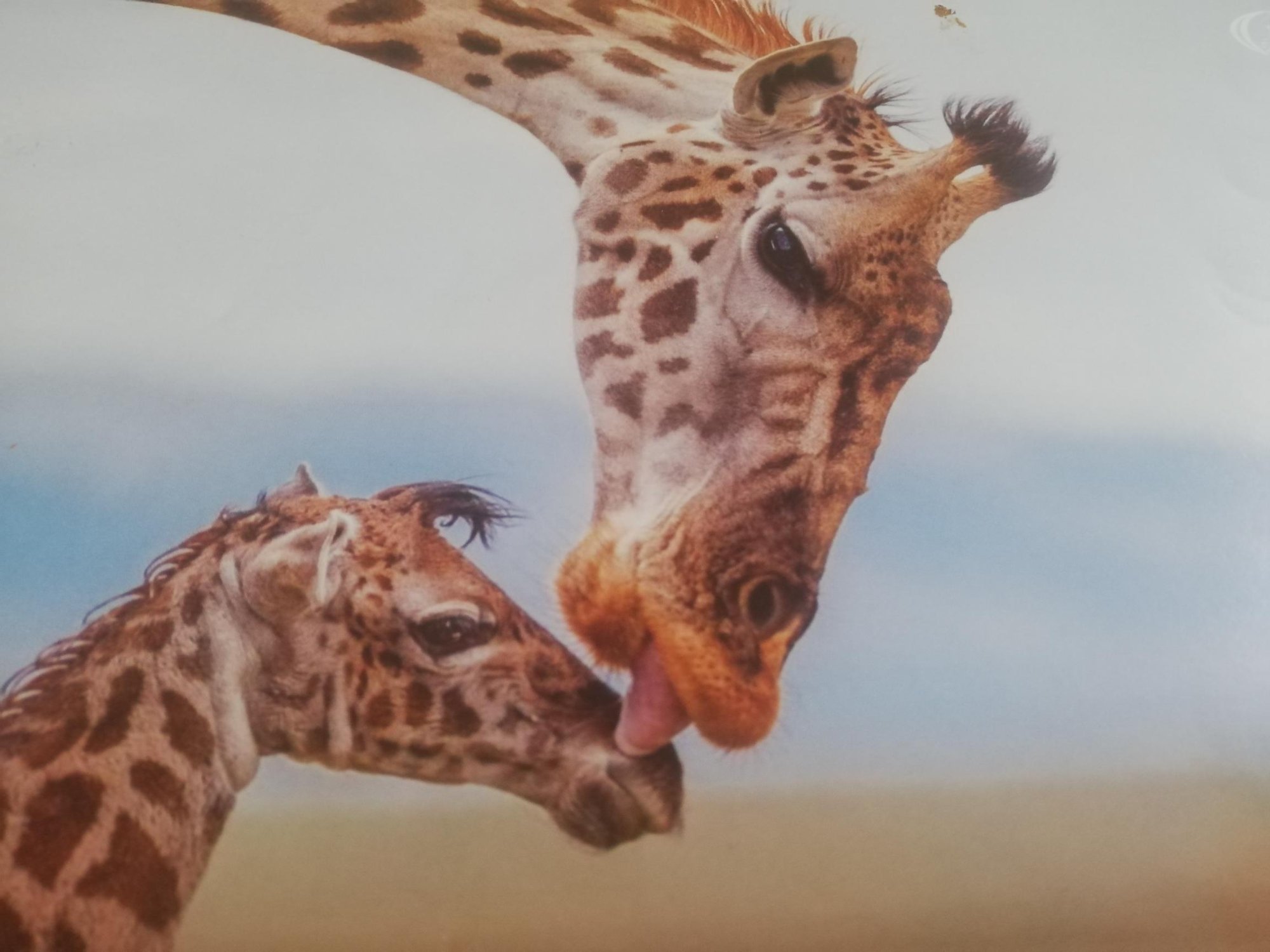 Solve Dierenliefde jigsaw puzzle online with 204 pieces