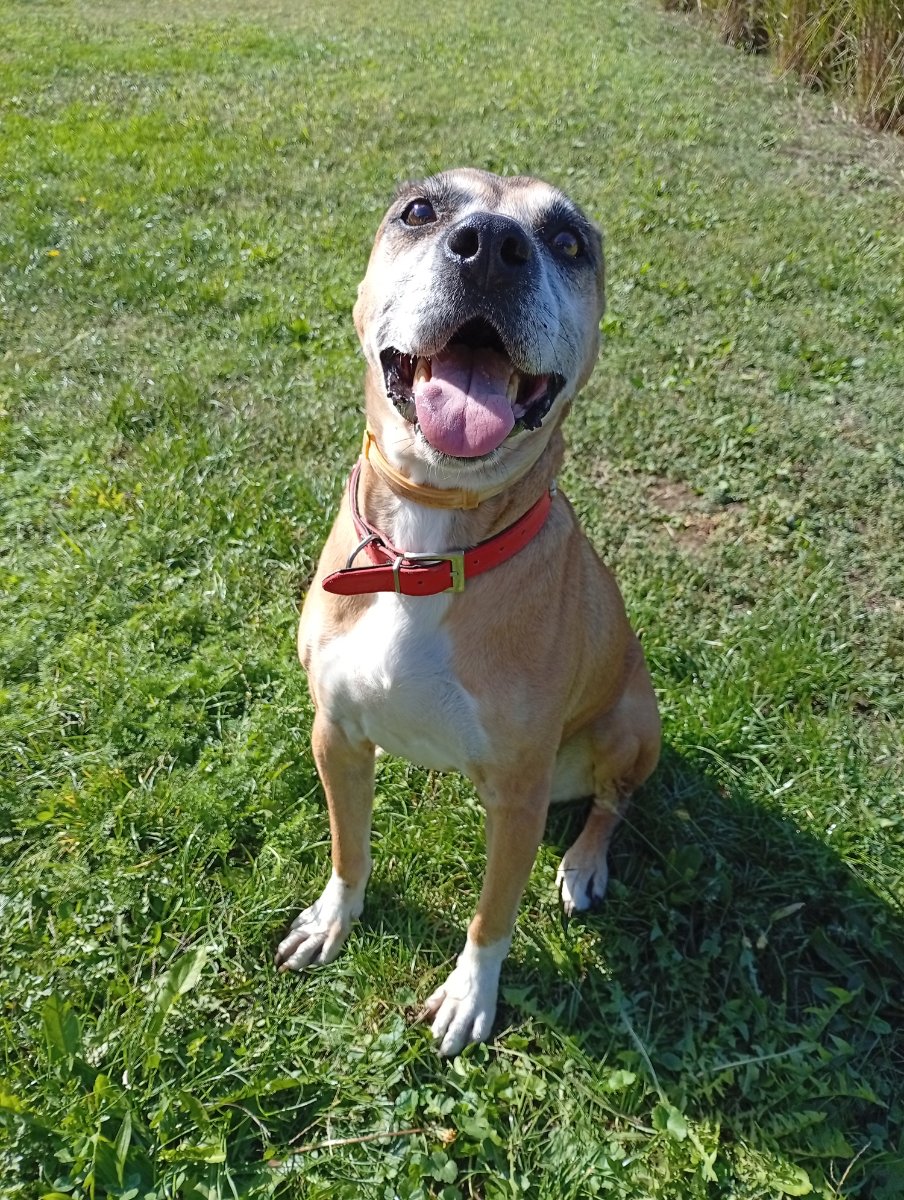 Solve New breed of dog... jigsaw puzzle online with 30 pieces