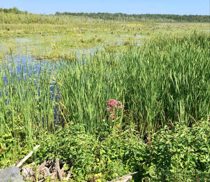 Solve Wetlands jigsaw puzzle online with 12 pieces