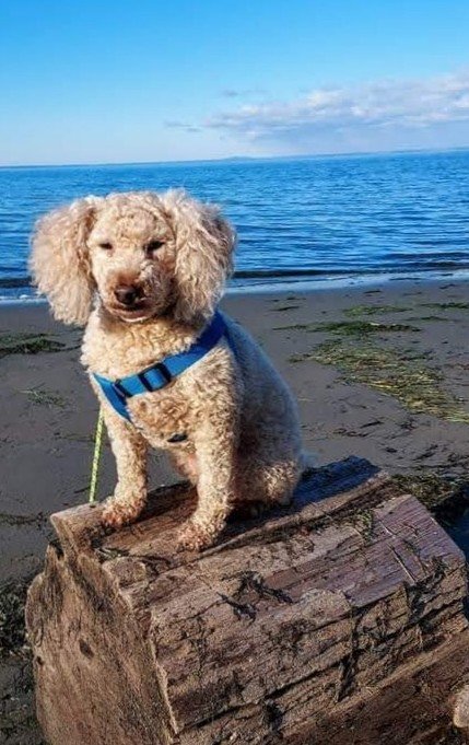 Solve 1000000388 Rusty jigsaw puzzle online with 60 pieces