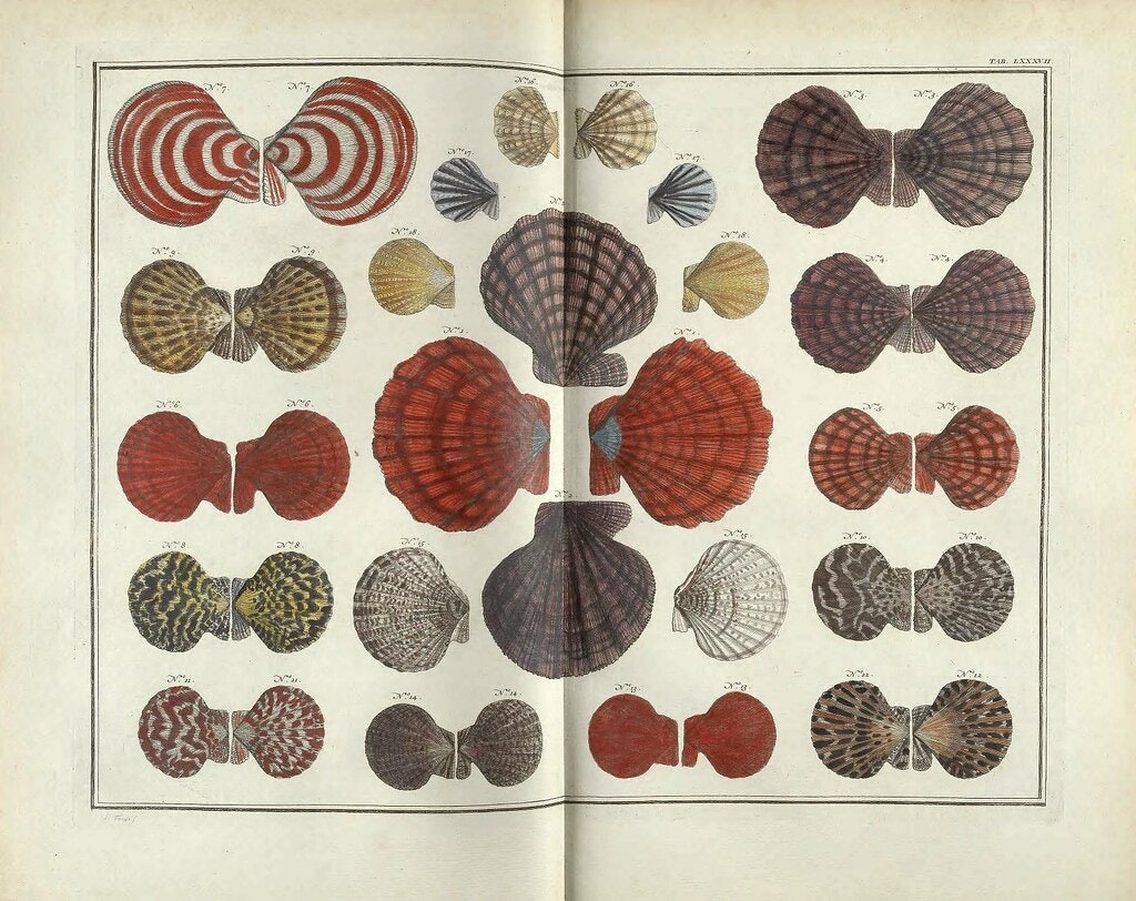 Solve Shells and other Marine Life from Albertus Seba’s Cabinet of ...
