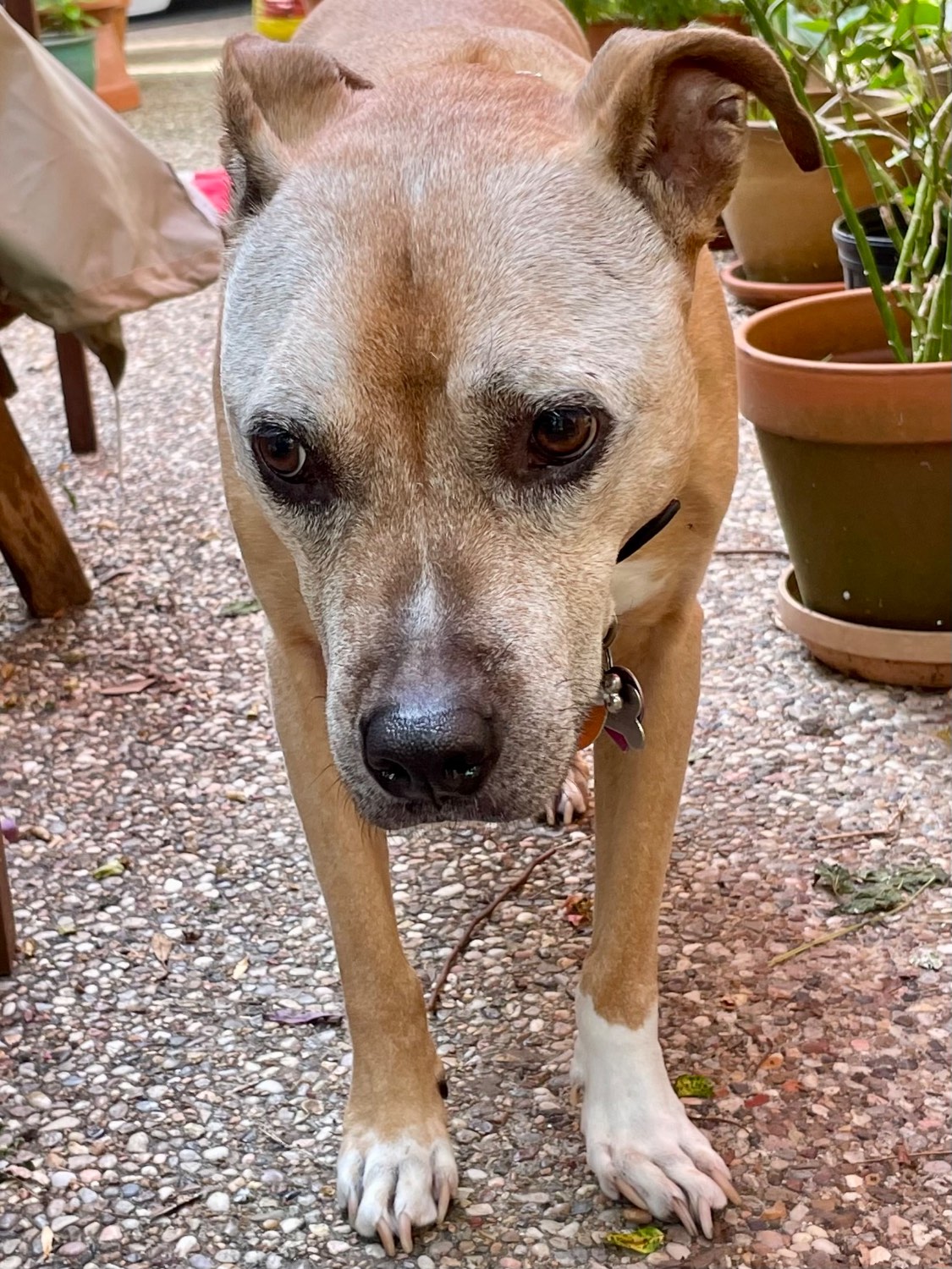 Jigsaw Puzzle | 63 pieces | Good Bye Ginger | Jigidi