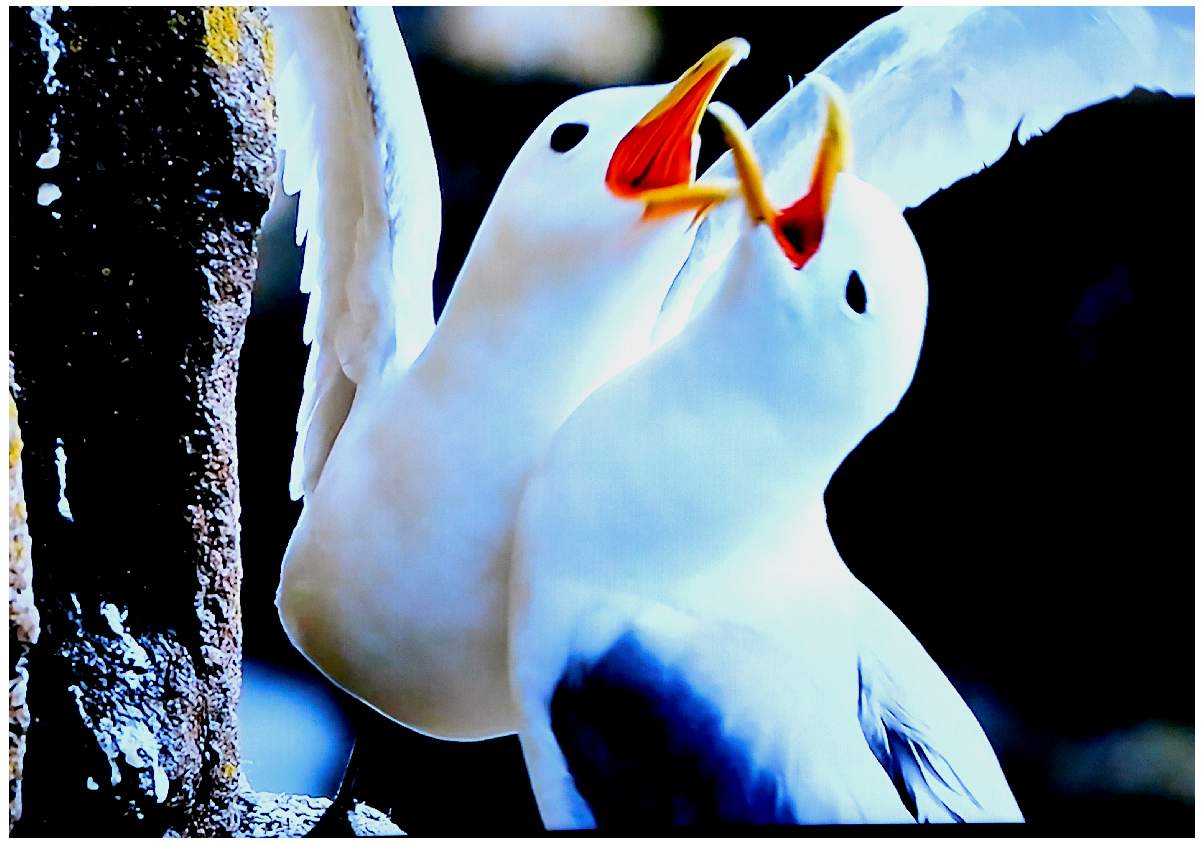 Solve Duo jigsaw puzzle online with 48 pieces