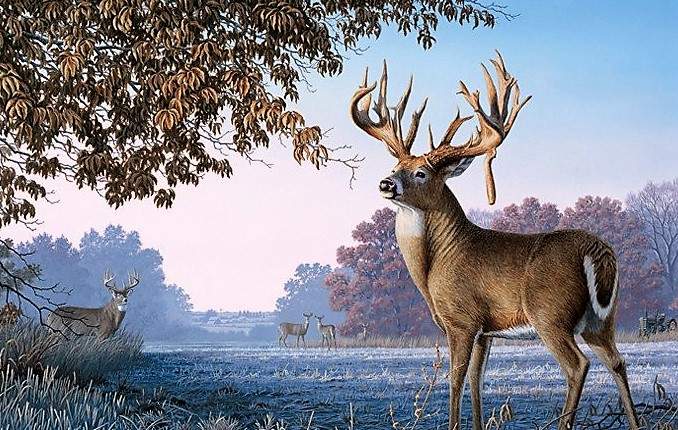 Solve Whitetail Deer jigsaw puzzle online with 77 pieces