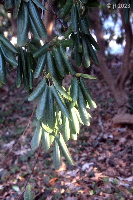 Solve Cold Rhododendron jigsaw puzzle online with 35 pieces