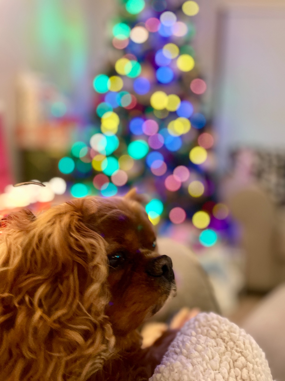 Solve Gus Gets Ready to Hang His Stocking jigsaw puzzle online with 130 ...