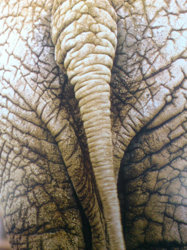 Jigsaw Puzzle | 80 pieces | elephant tail | Jigidi