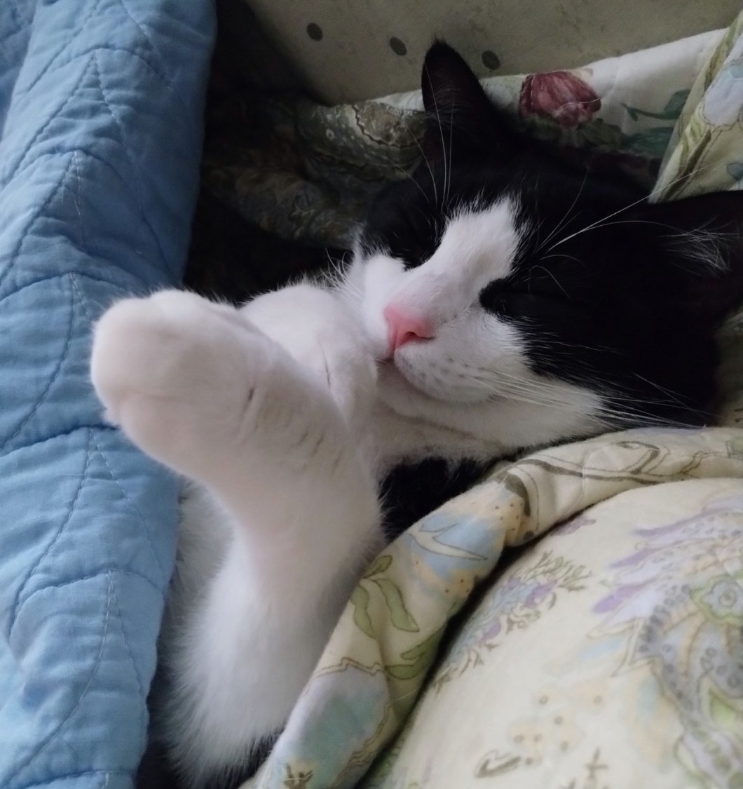 Solve Inky Recreating His Baby Pose jigsaw puzzle online with 16 pieces