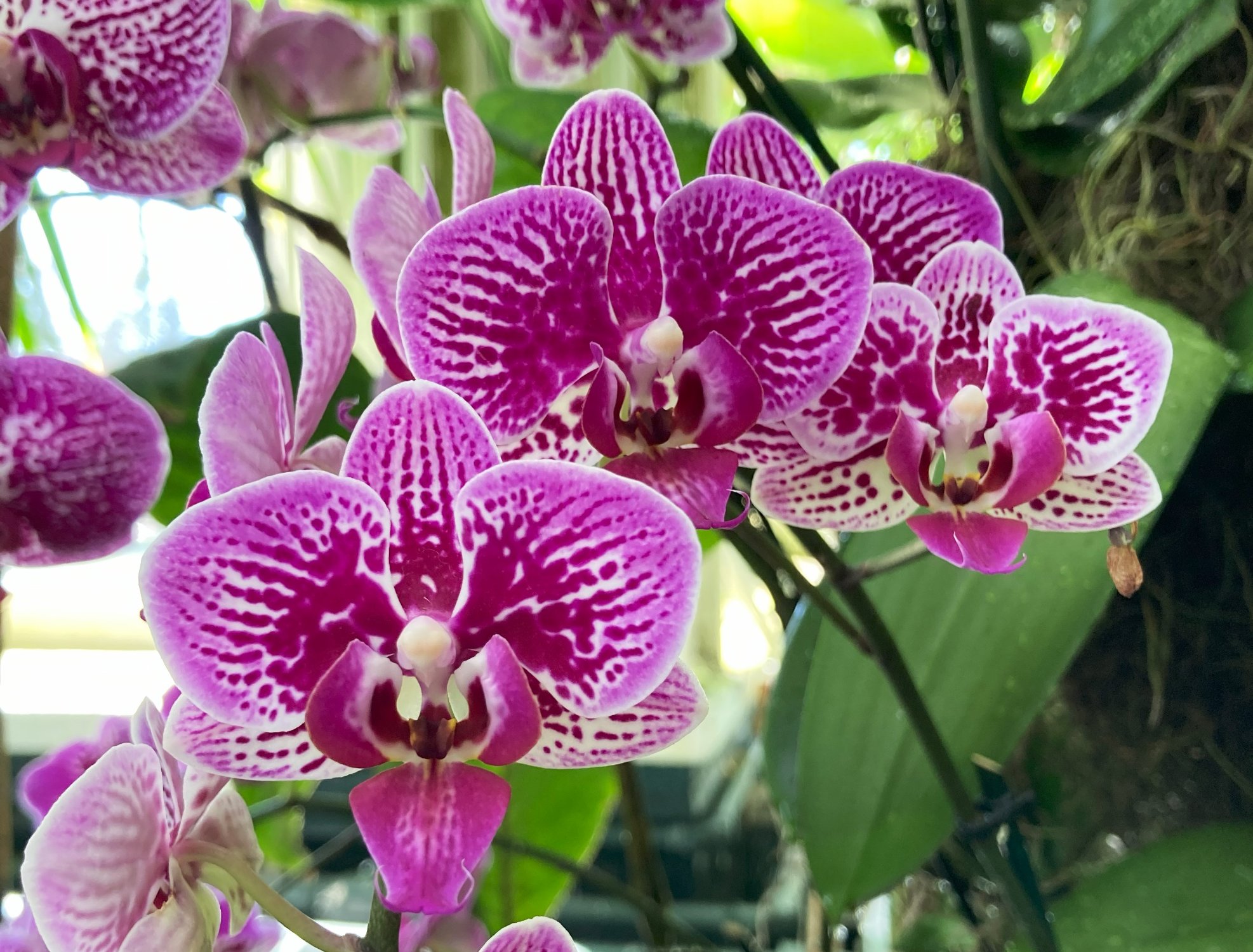 Solve orchid. pink and raspberry jigsaw puzzle online with 99 pieces