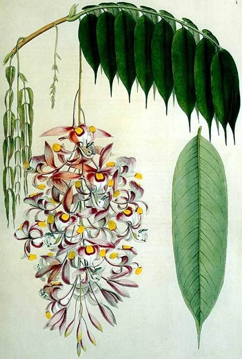 Solve Amherstia Nobilis {Pride of Burma} jigsaw puzzle online with 70 ...