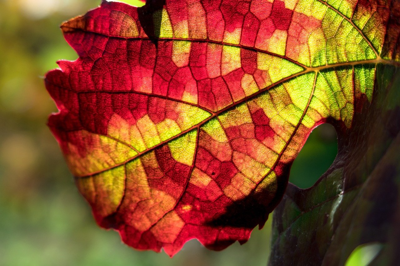 Solve Leaf Structure Image A Vine Leaf Changing Color Jigsaw Puzzle Solve Leaf Structure Image A Vine Leaf Changing Color Jigsaw Puzzle