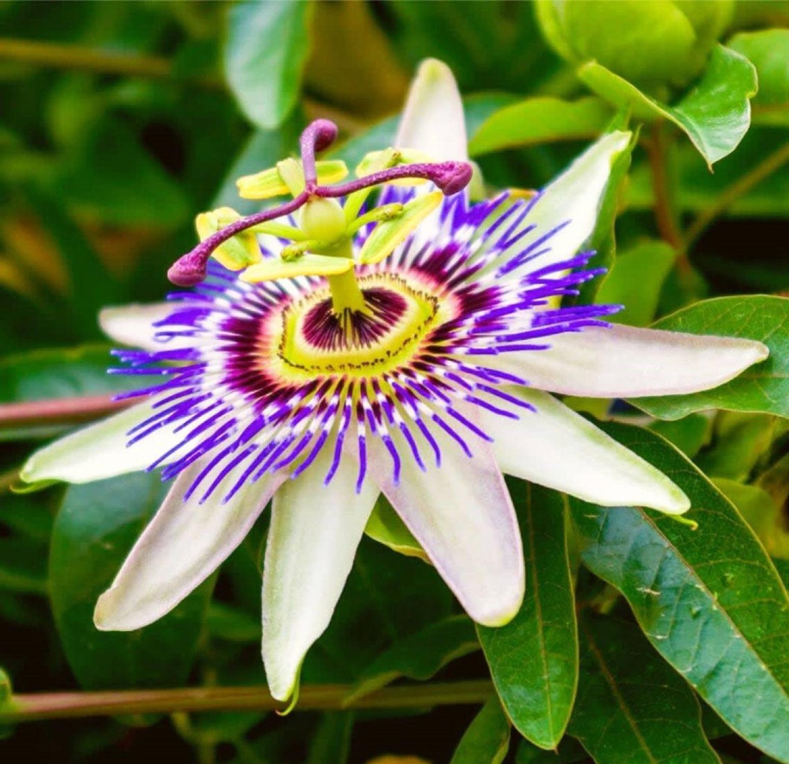 Solve GCAC391 Blue Passionfruit jigsaw puzzle online with 81 pieces