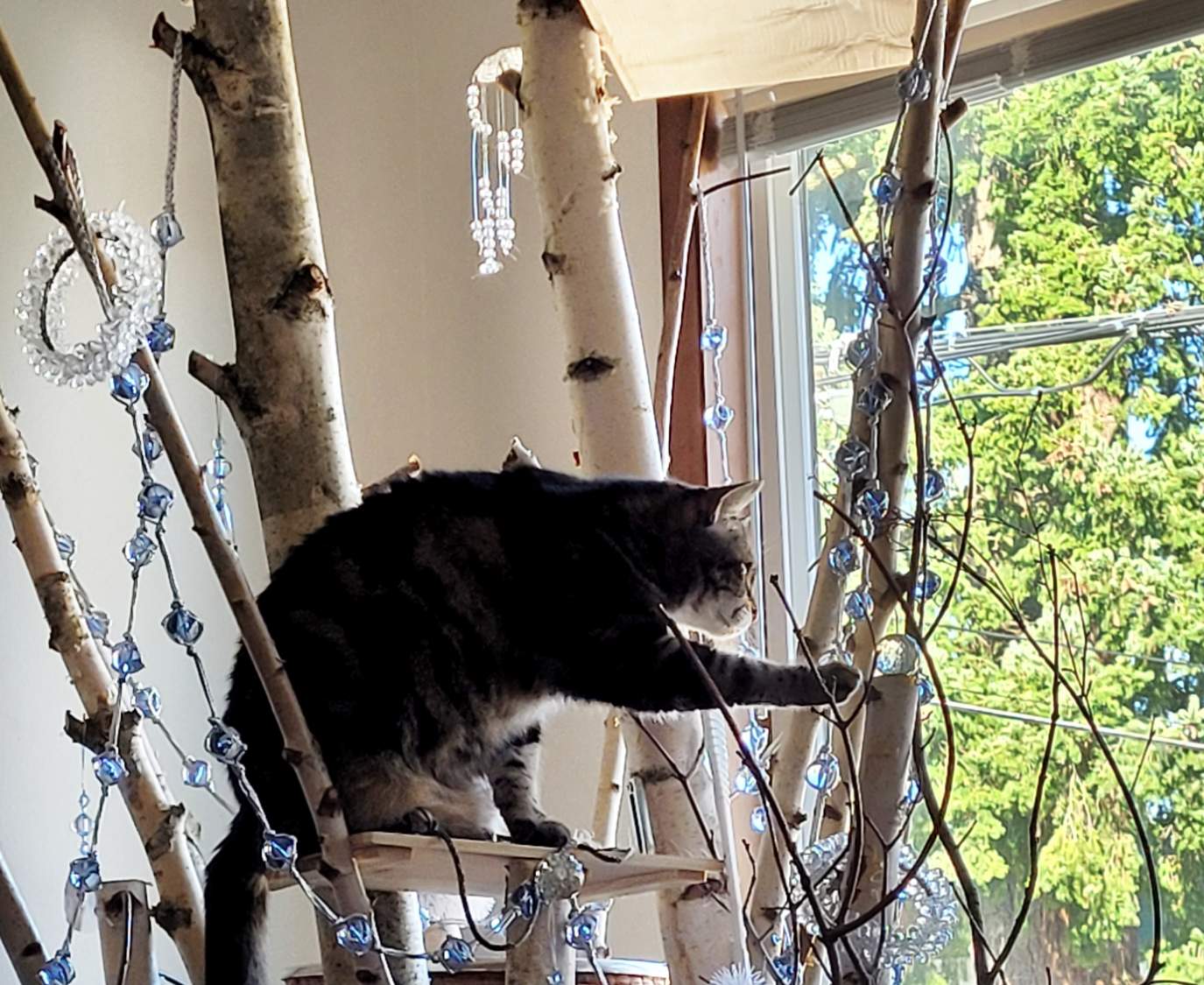 Solve Kate the Cat jigsaw puzzle online with 63 pieces