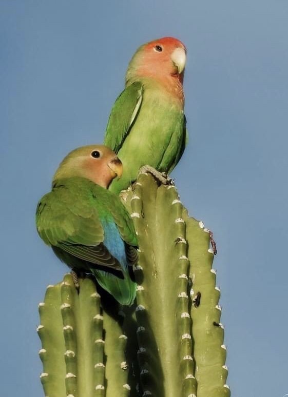 Solve Lovebirds jigsaw puzzle online with 108 pieces