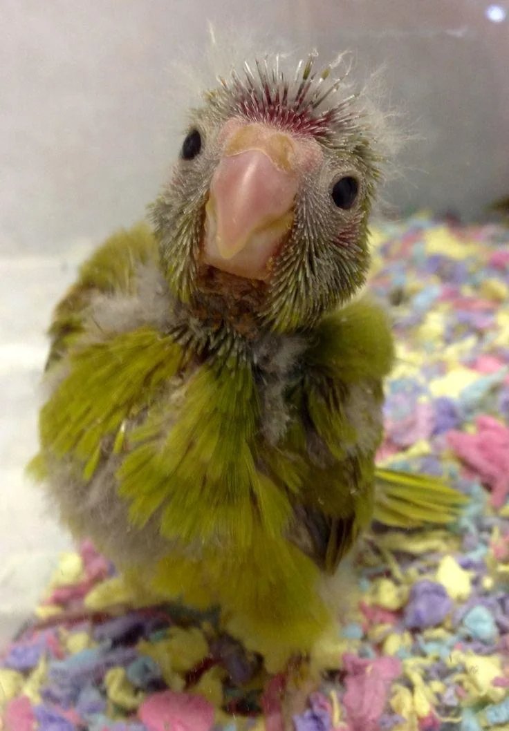 Solve Baby parrot jigsaw puzzle online with 35 pieces