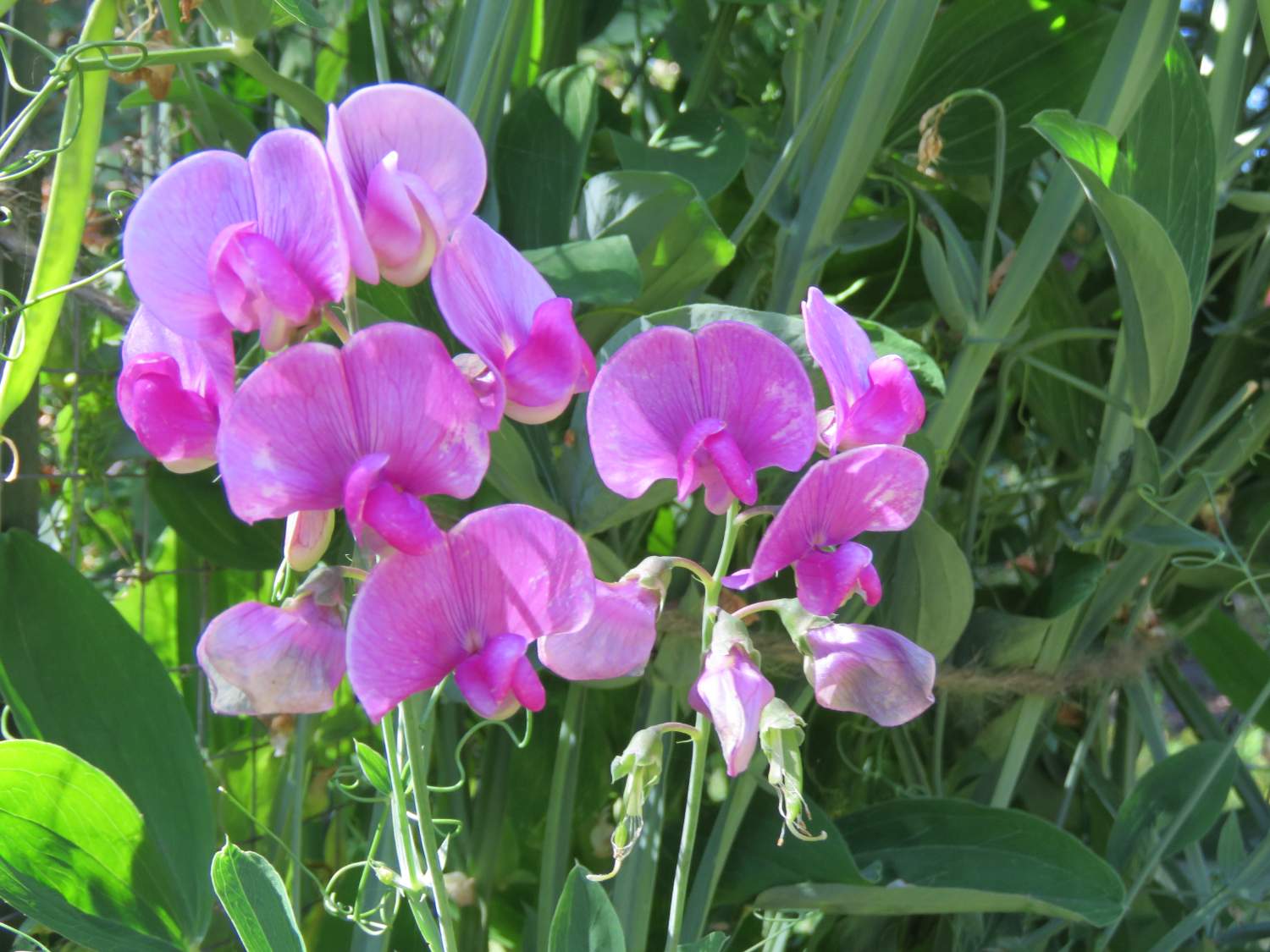 Solve Sweet Peas jigsaw puzzle online with 48 pieces