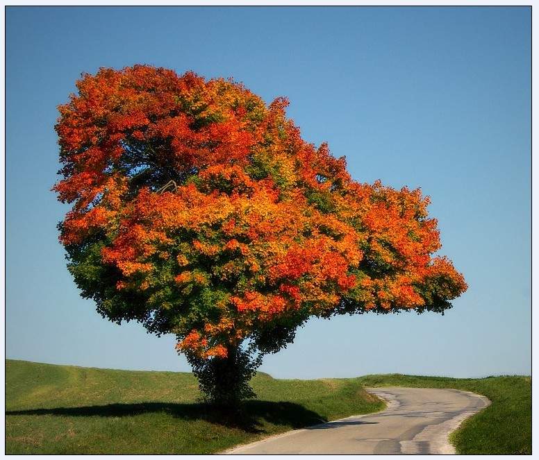 Solve Strom_Tree jigsaw puzzle online with 20 pieces