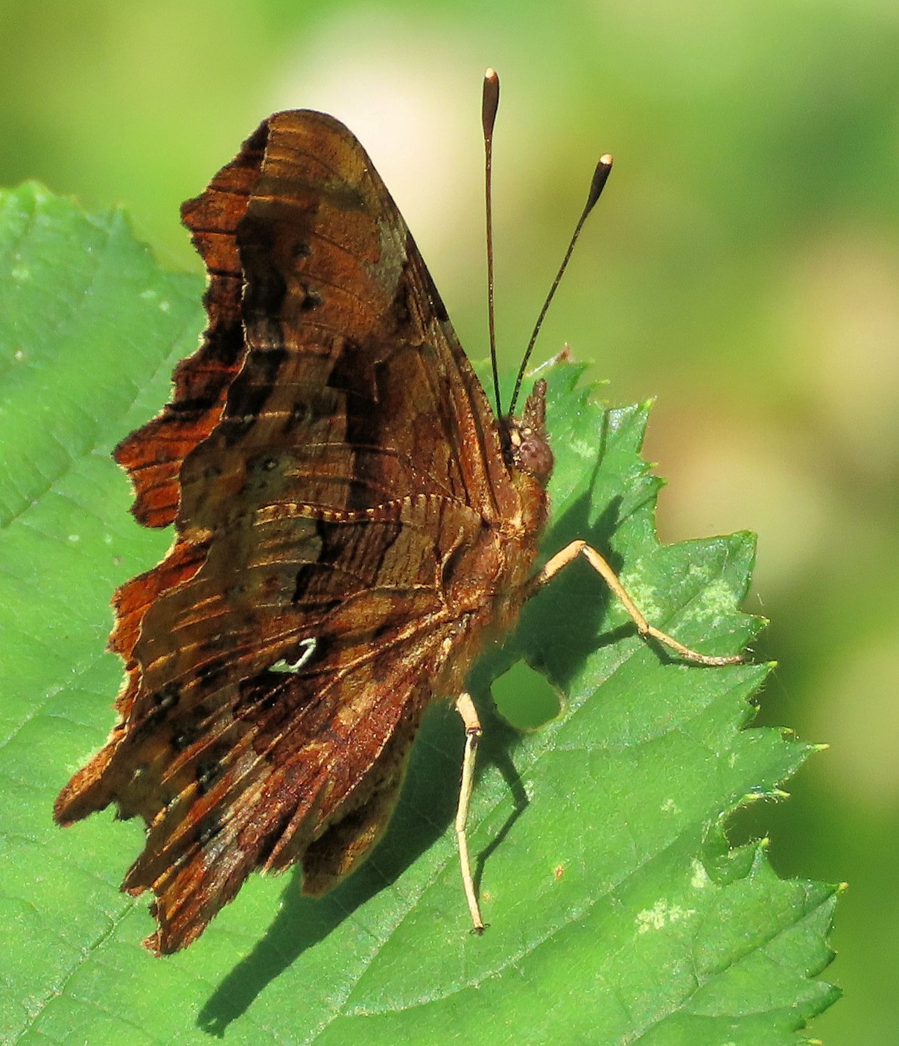 Solve showing off her comma jigsaw puzzle online with 56 pieces