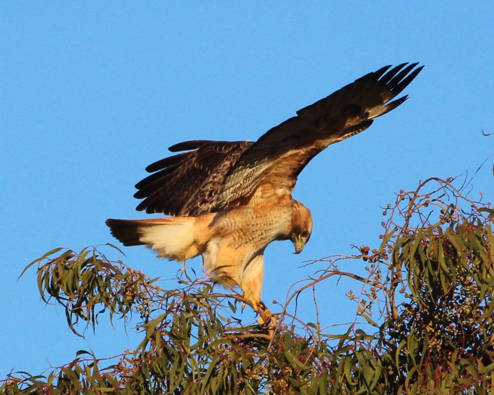 Solve Red-tailed Hawk, Surf Sports Park, Del Mar, California jigsaw ...