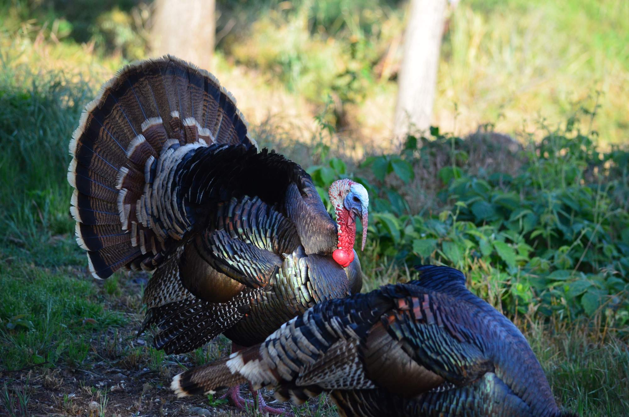 Solve wild turkey jigsaw puzzle online with 247 pieces