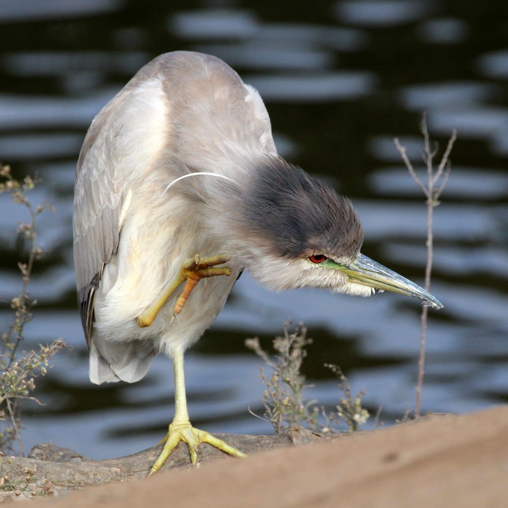 Solve Itchy neck! jigsaw puzzle online with 81 pieces