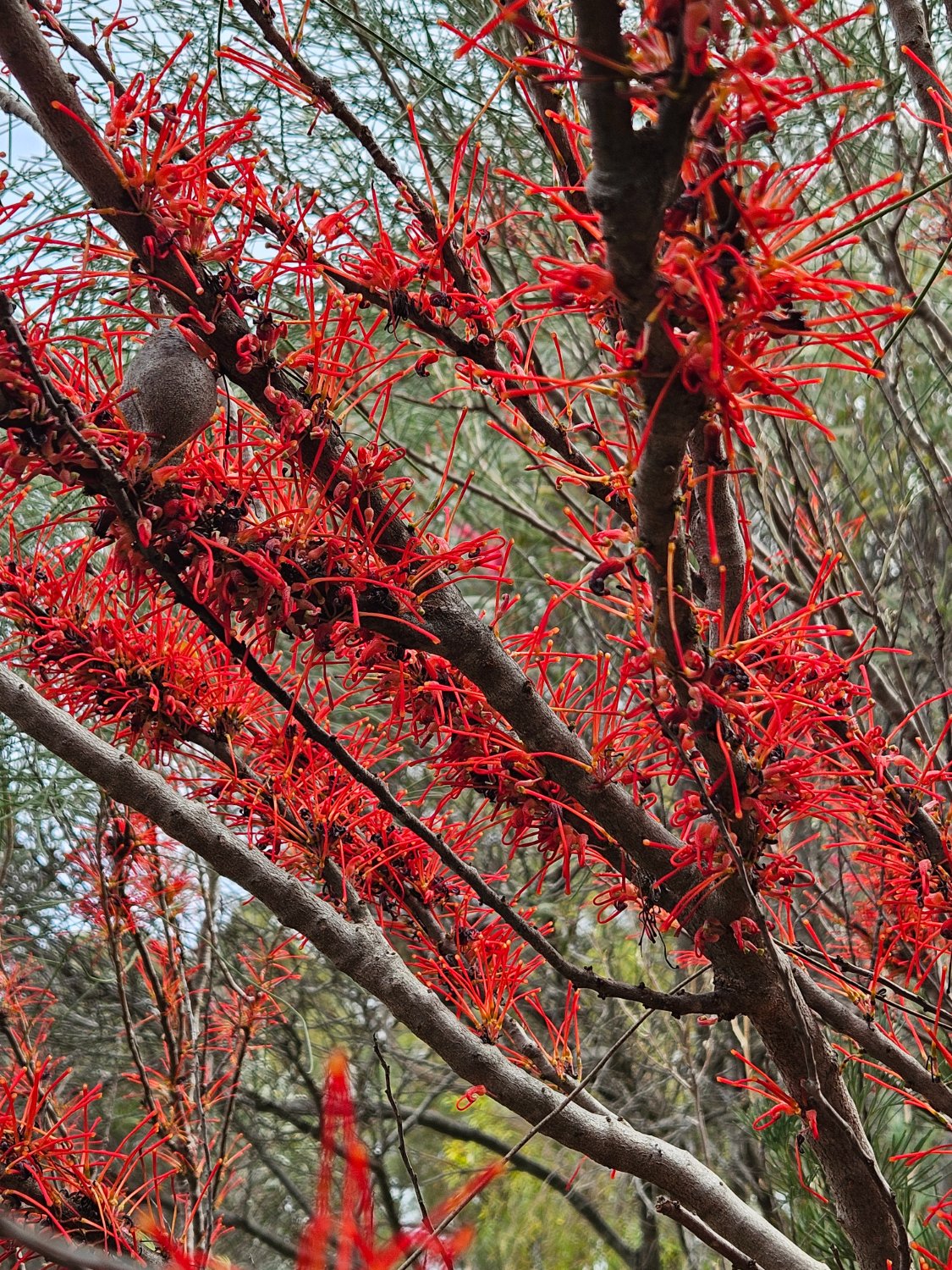 Solve Bird hakea jigsaw puzzle online with 192 pieces