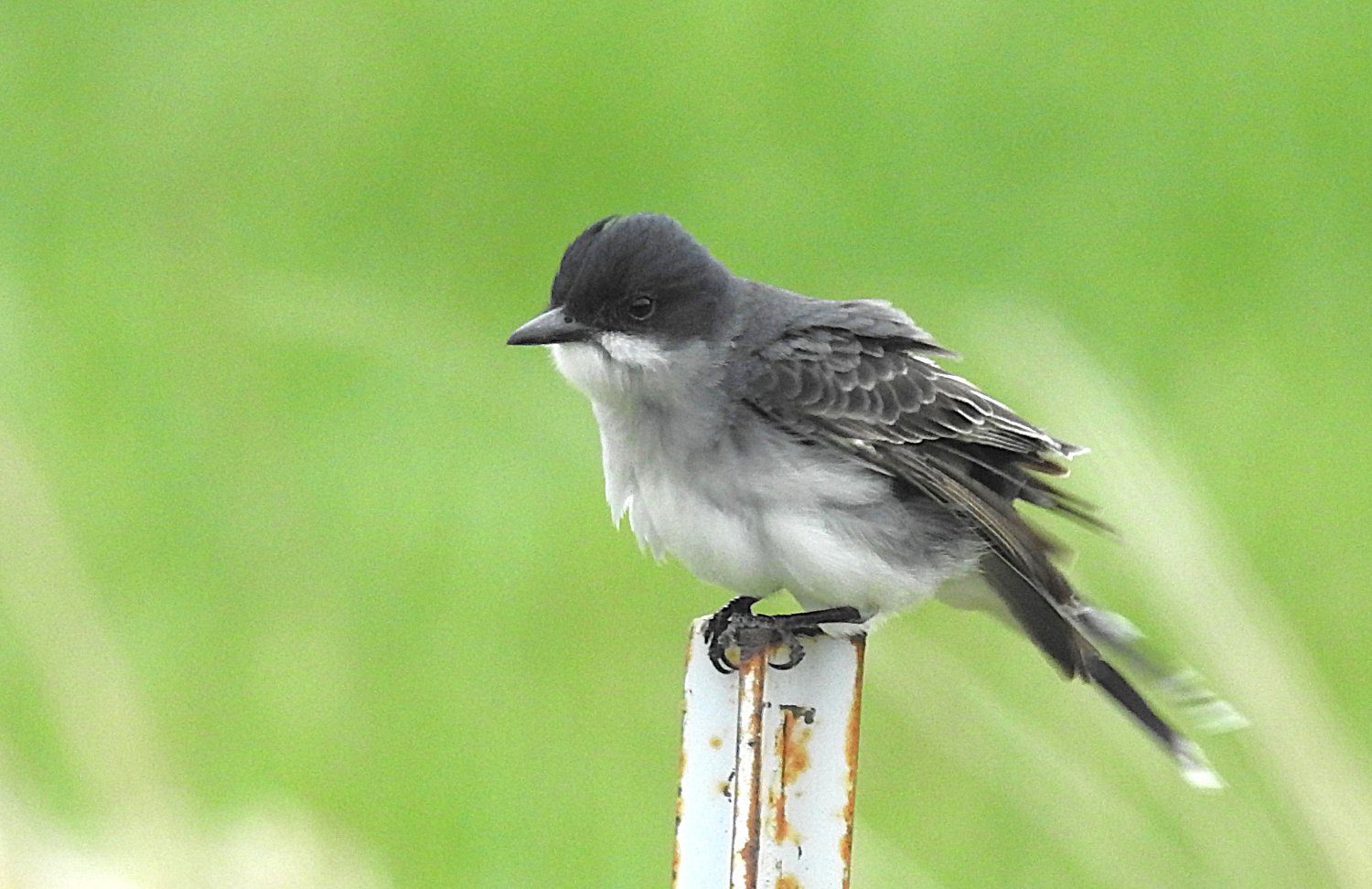 Solve I didn't mean to ruffle your feathers. jigsaw puzzle online with ...