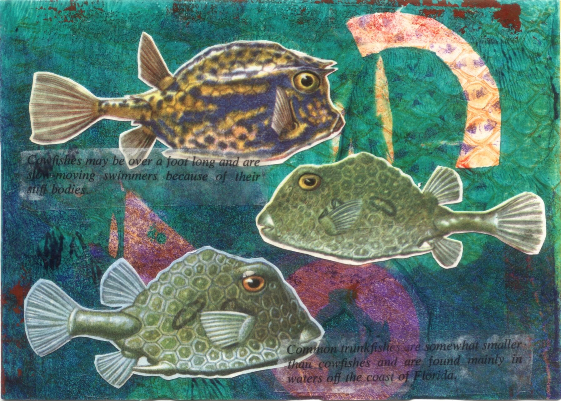 Solve Trunk Fish (aka "Common Trunk Fish) ask - "Who you calling common ...