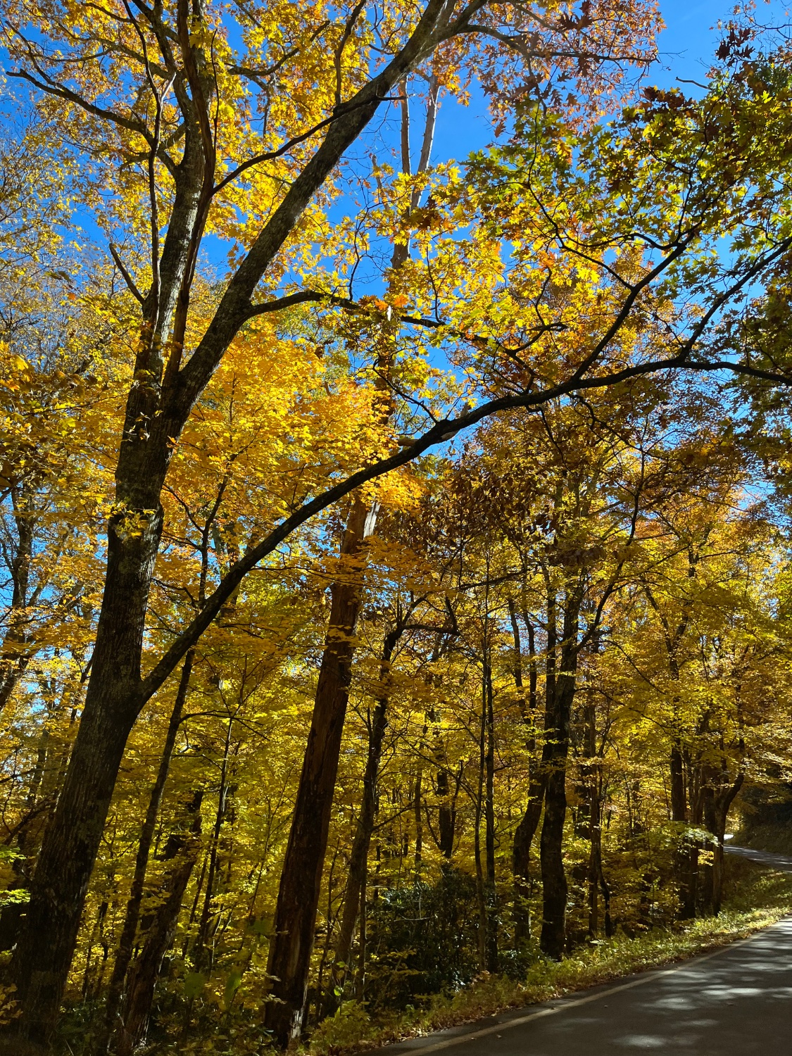 Solve Blue Ridge Parkway, October 2023 jigsaw puzzle online with 374 pieces