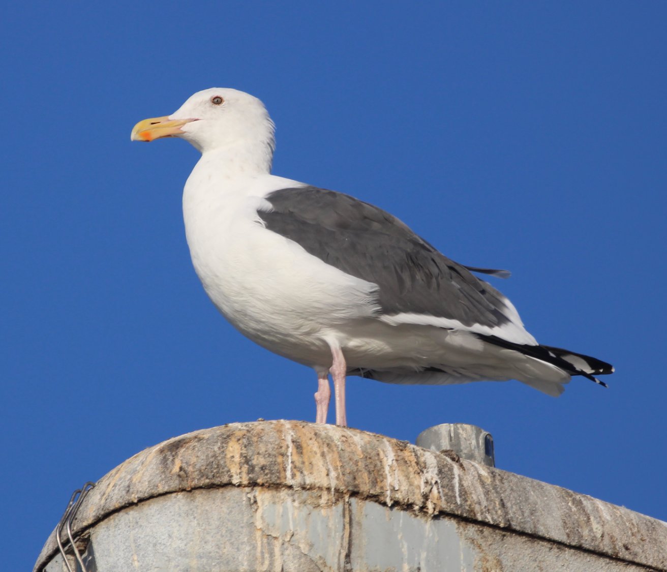 Solve Western Gull, Robb Field, Ocean Beach (San Diego), California ...