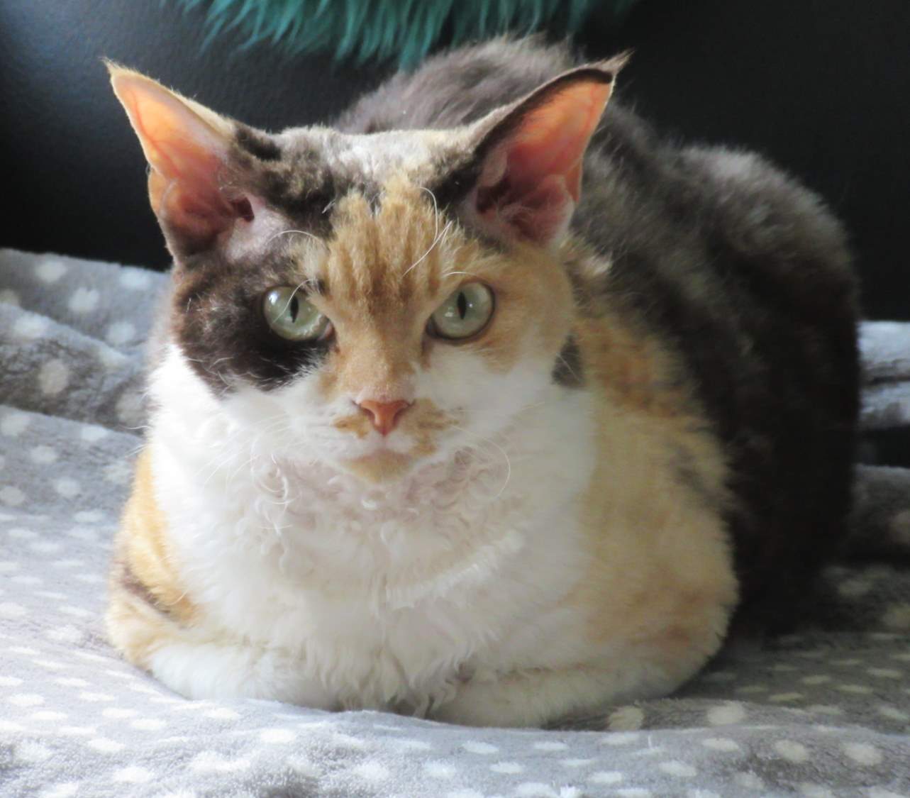 Solve I am very neat jigsaw puzzle online with 42 pieces