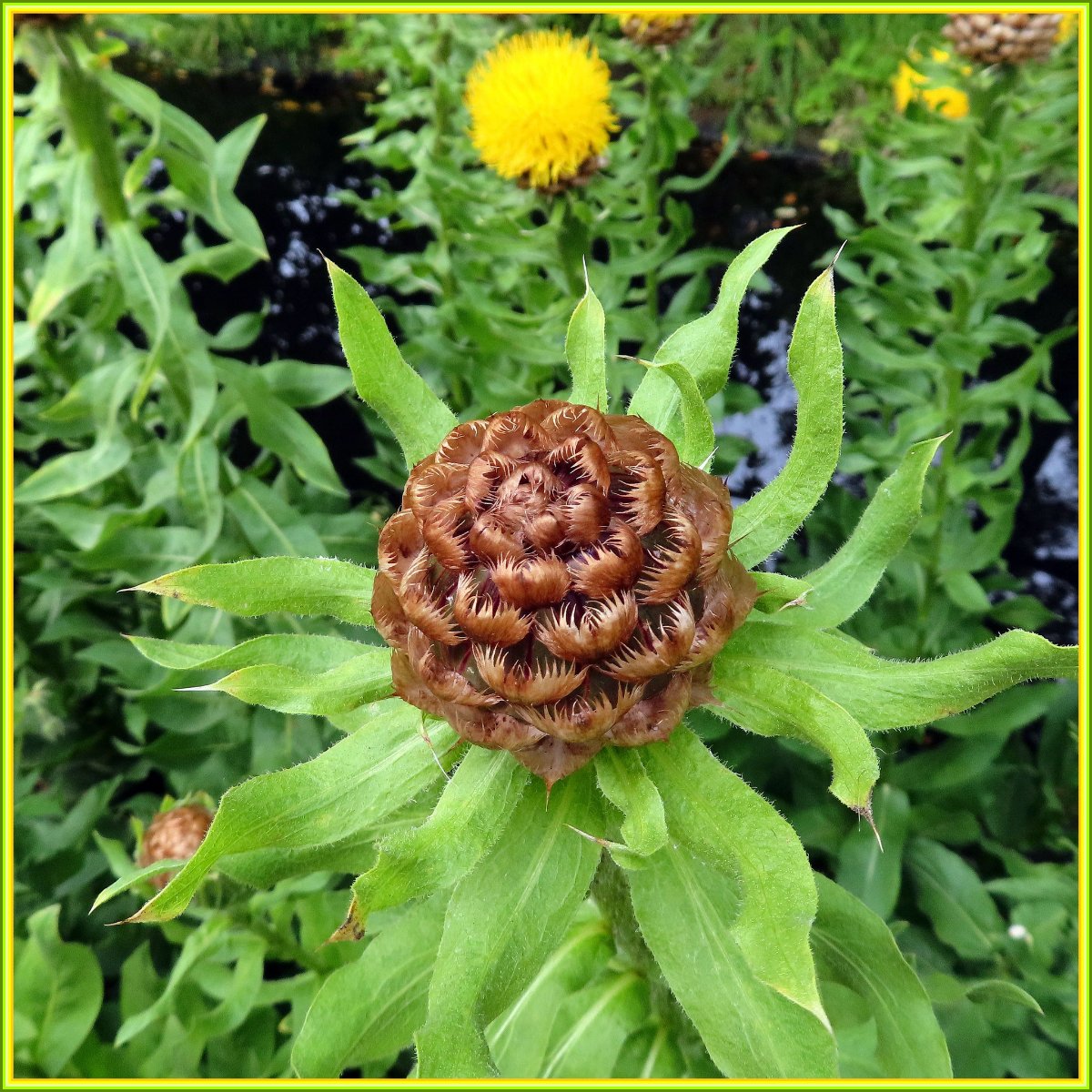 Solve Centaurea macrocephala 1 jigsaw puzzle online with 36 pieces