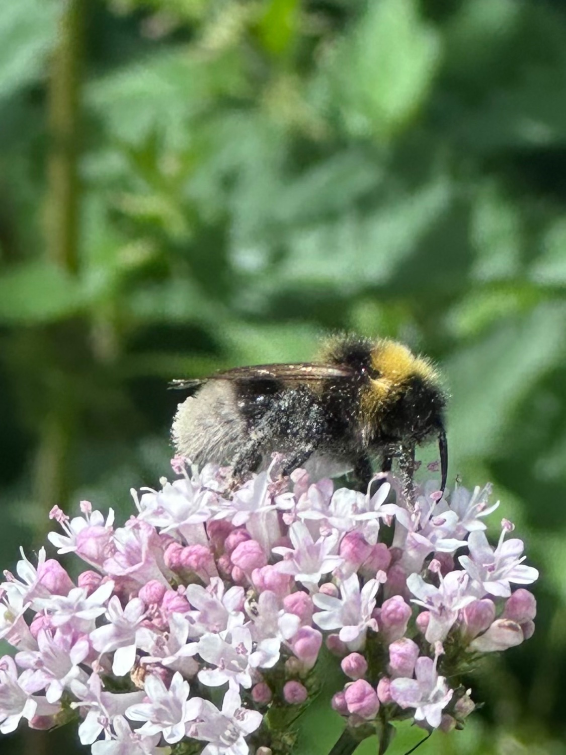 Solve Possible White-tailed Bumble bee (Bombus lucorum) covered in ...