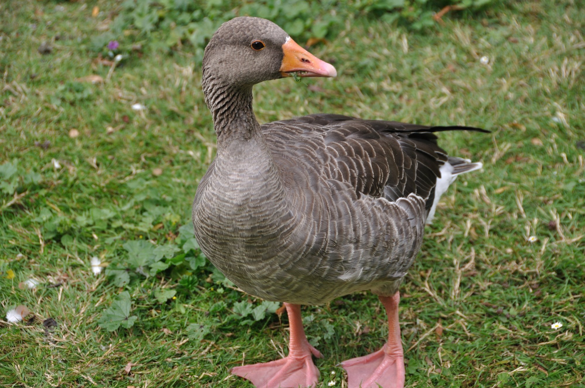 Solve Goose jigsaw puzzle online with 70 pieces