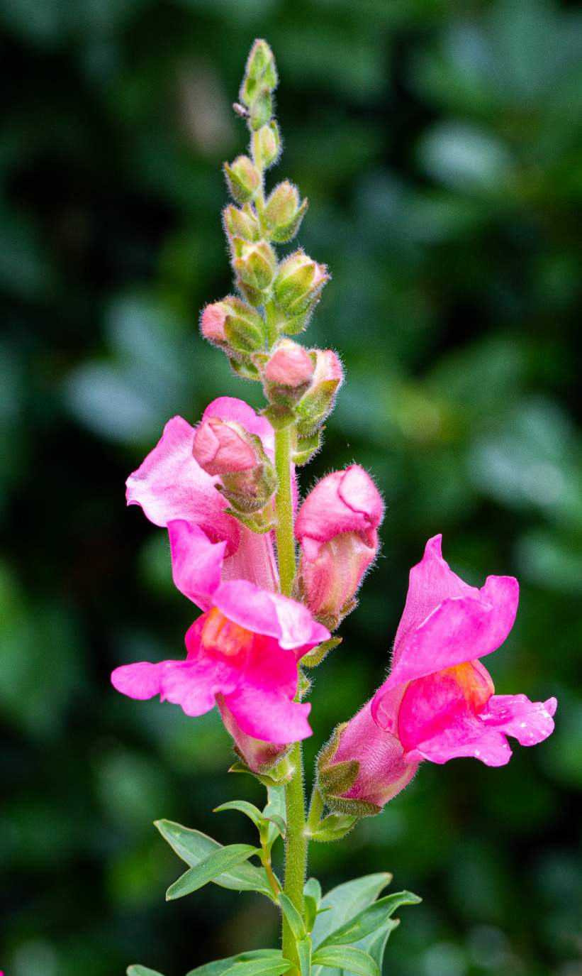 Jigsaw Puzzle | "SNAP THE MAGIC DRAGON" | 77 pieces | Jigidi