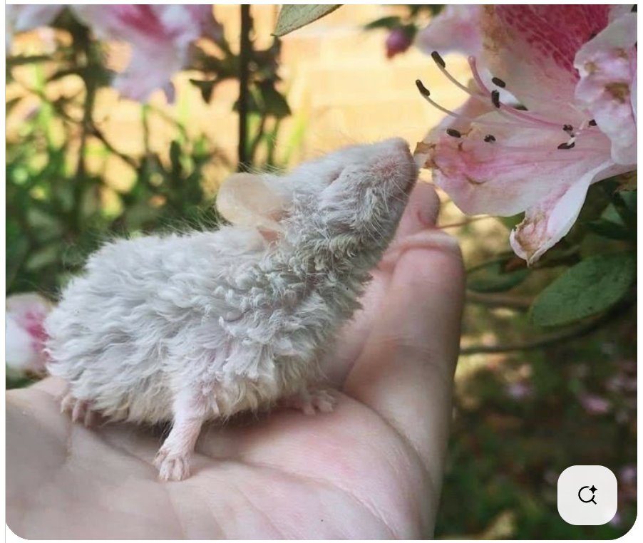 Solve Curly Haired White Mouse. Isn't She Adorable!? jigsaw puzzle ...